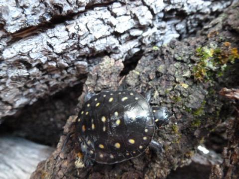 Clemmys guttata: la tortuga moteada: Nacida en la tierra de Don Quijote