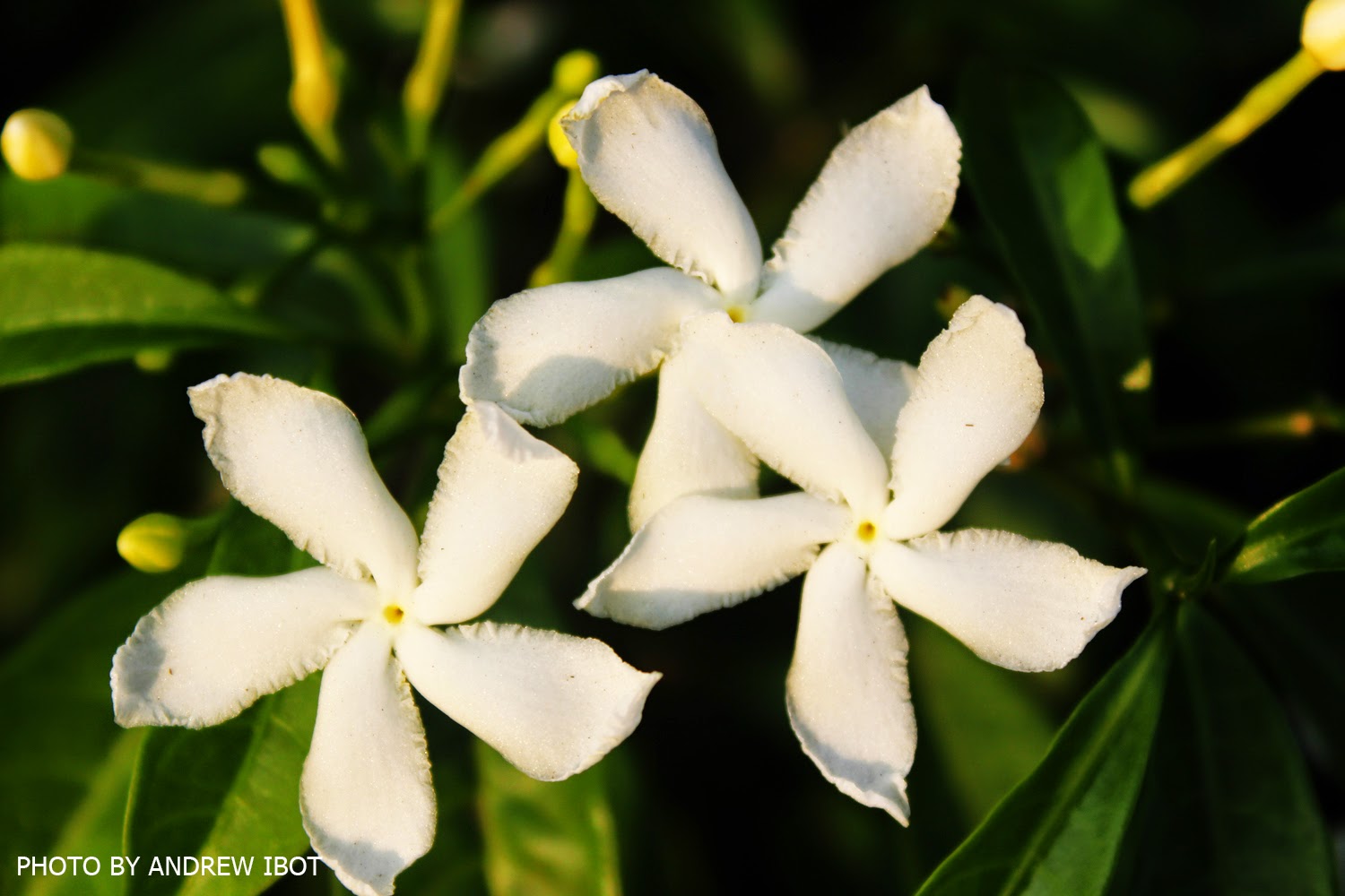 Ako si ANDREW IBOT!: Pandakaki-puti ( Tabernaemontana pandacaqui Poir.)