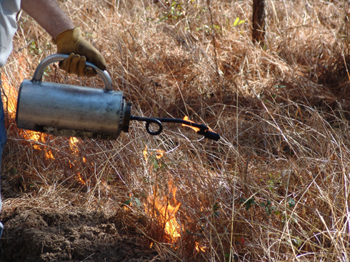 Audubon South Carolina: Burning Longleaf Pine Stands
