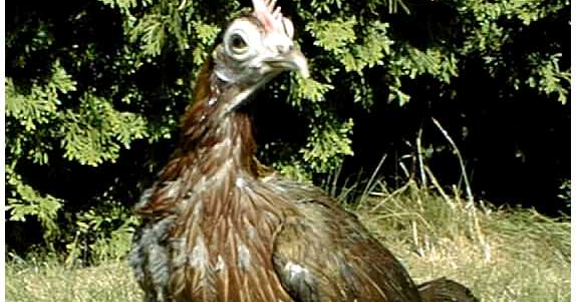 GenomeRef: GRCg6: Curation of the chicken reference genome assembly ...