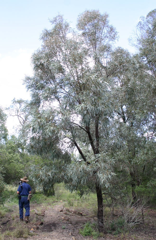 Toowoomba Plants: Brigalow