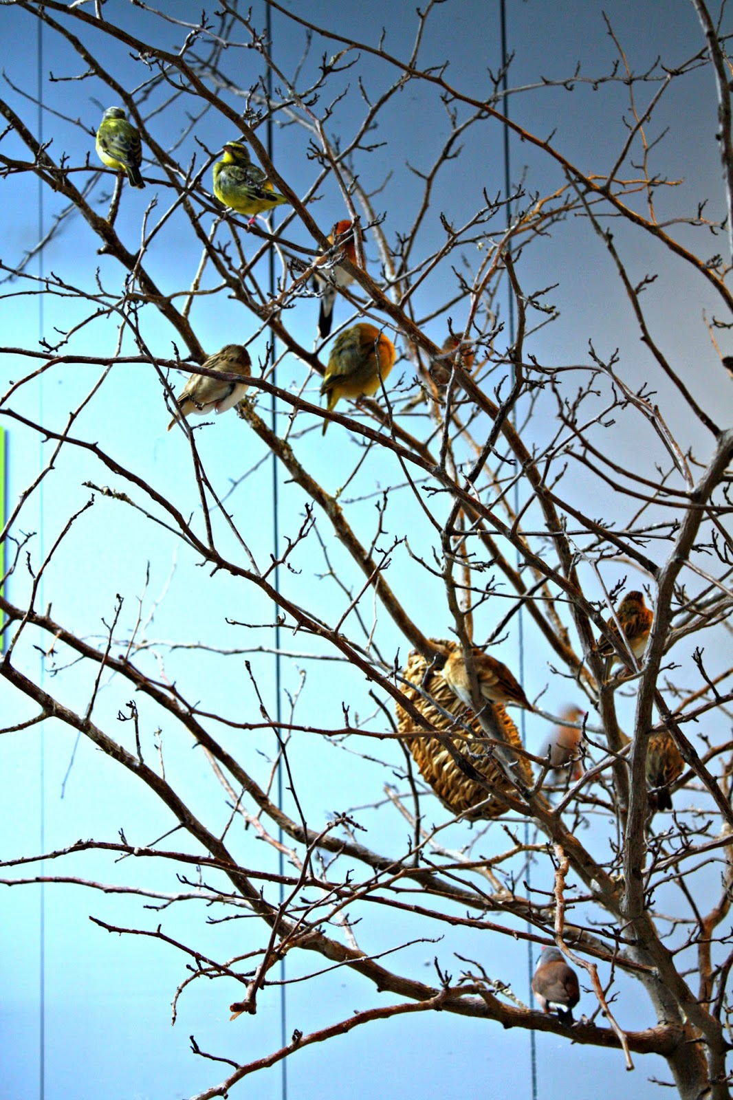 A Little Time and a Keyboard: The National Aviary: A Fine Feathered ...