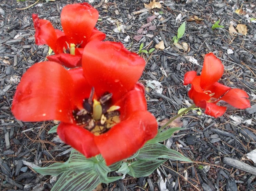 Future Plants by Randy Stewart: Tulipa - Tulip