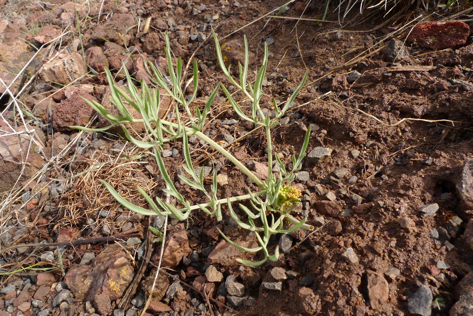 Wild Harvests: Biscuits and Balsam, edible roots of the eastside