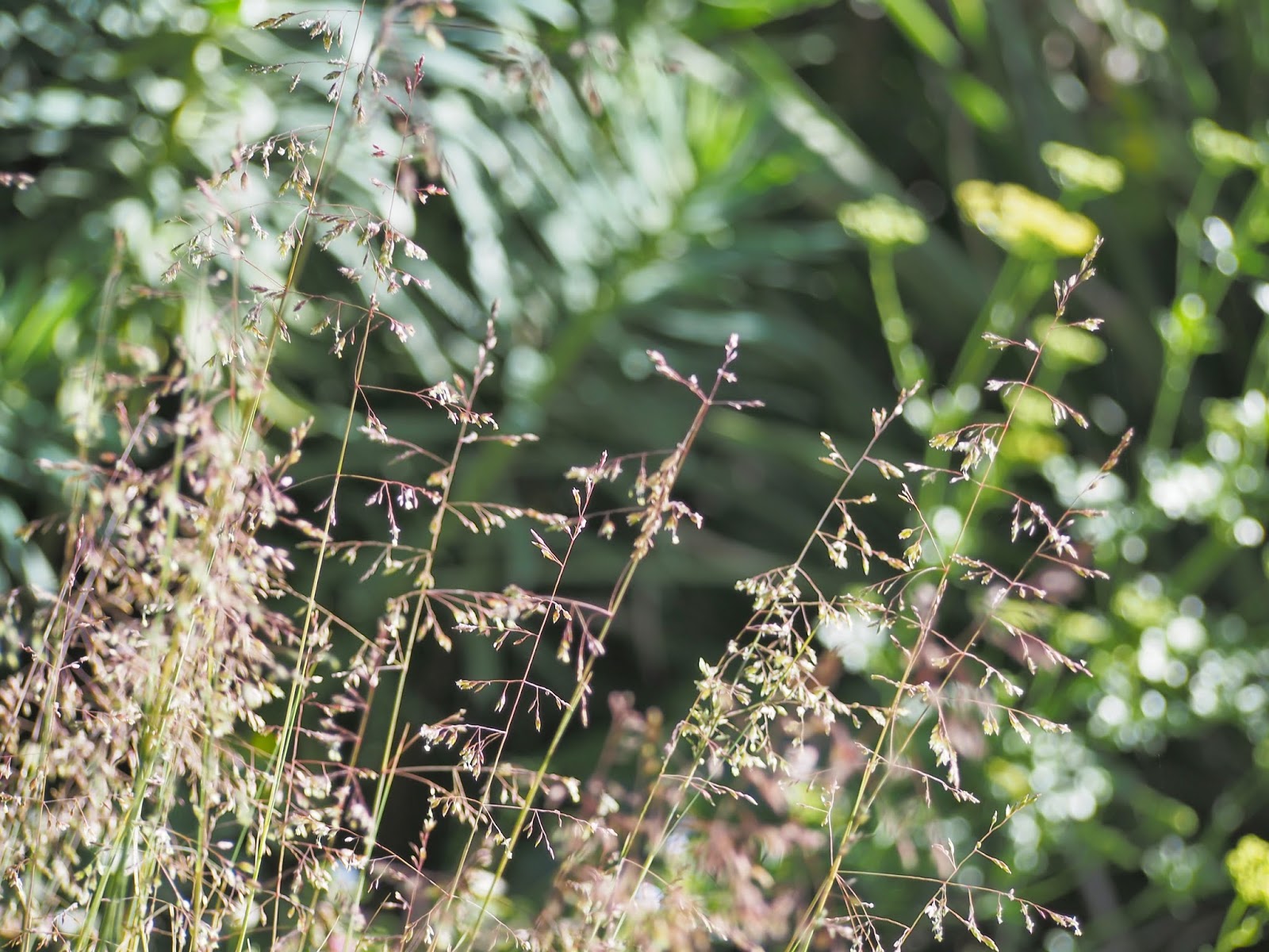 Why I Love Grasses