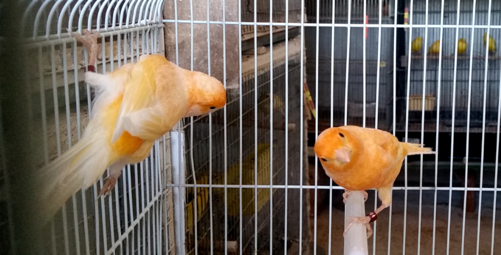 Canary One Aviary: PHOTOS
