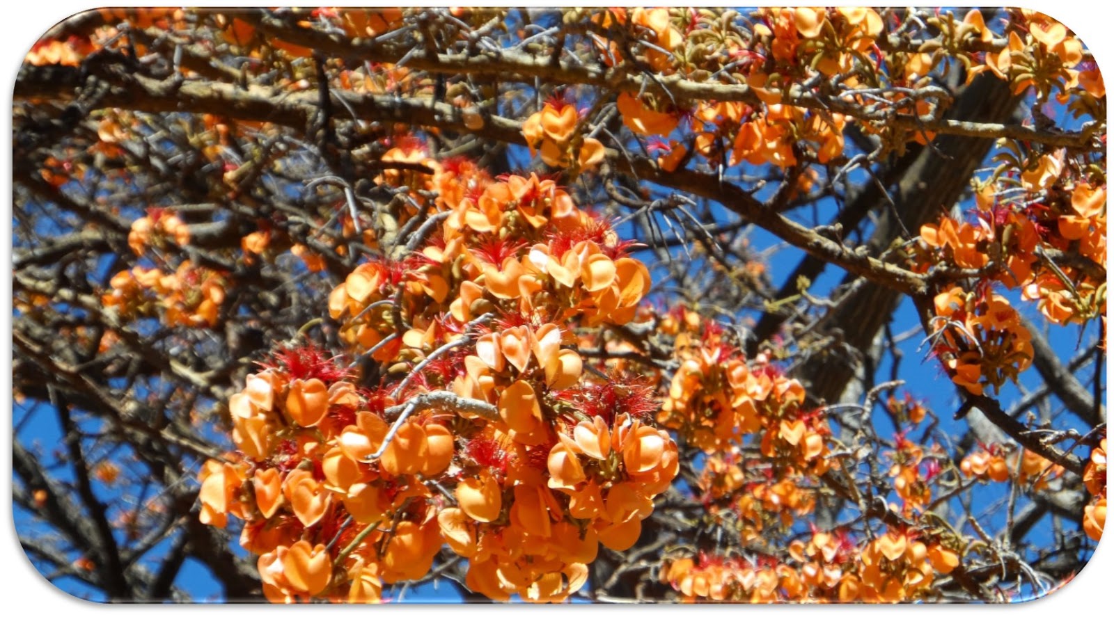 Mulungu-da-caatinga (Erythrina velutina Willd.) | A planta da vez