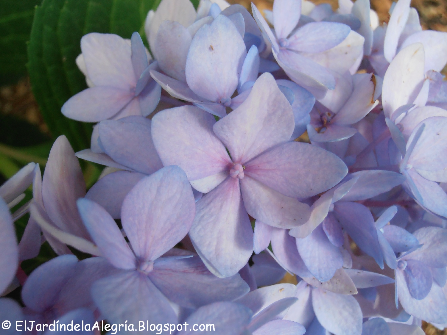 El jardín de la alegría : Una curiosa historia la de las Hydrangea ...