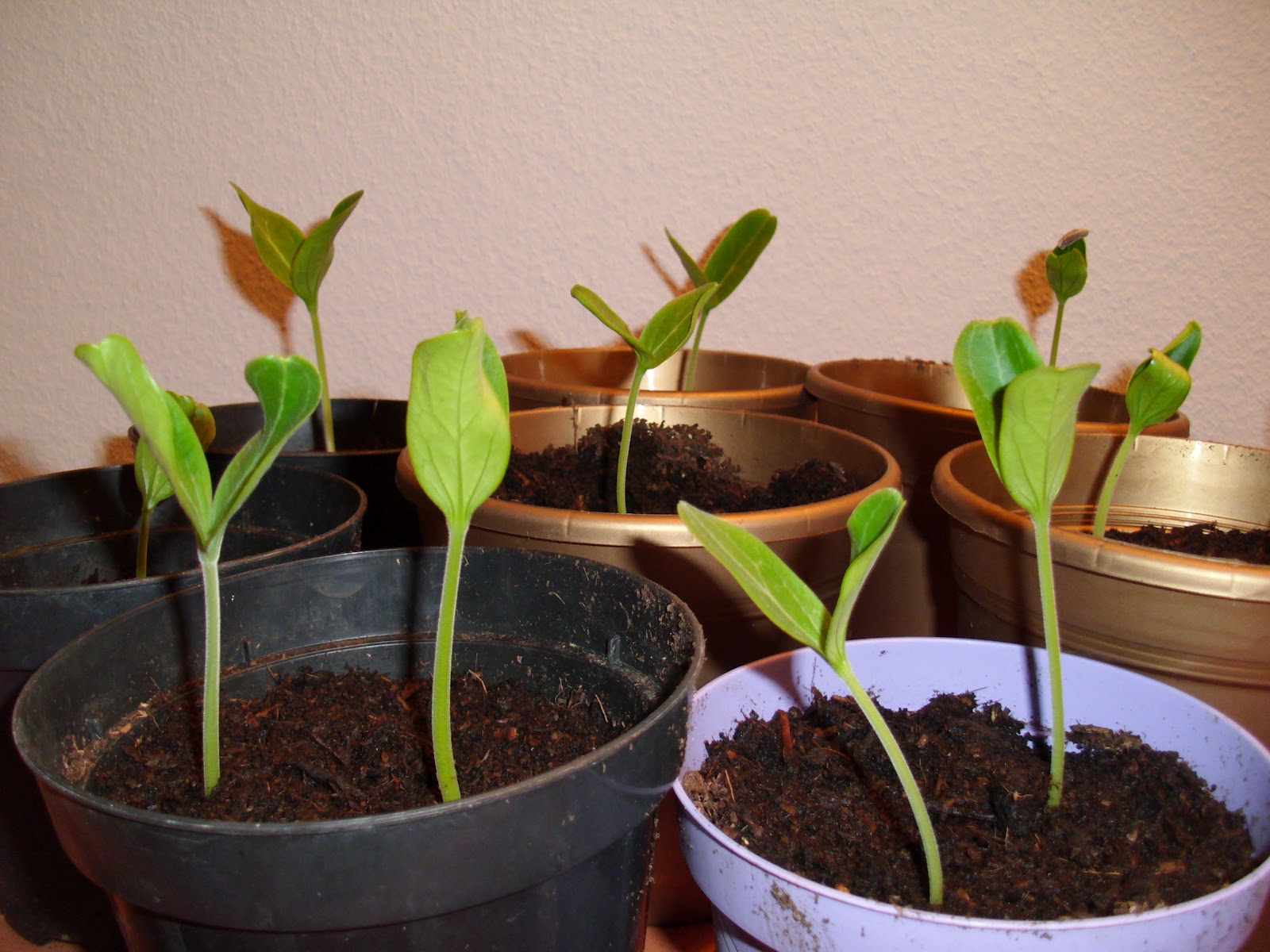 Flaschenkürbis / Kalebasse: Jungpflanzen 2012 - 1