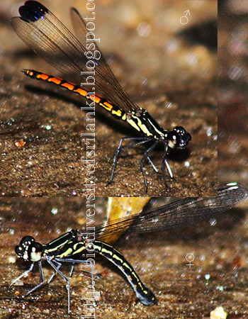 Biodiversity of Sri Lanka: Green’s Gem (Libellago greeni)