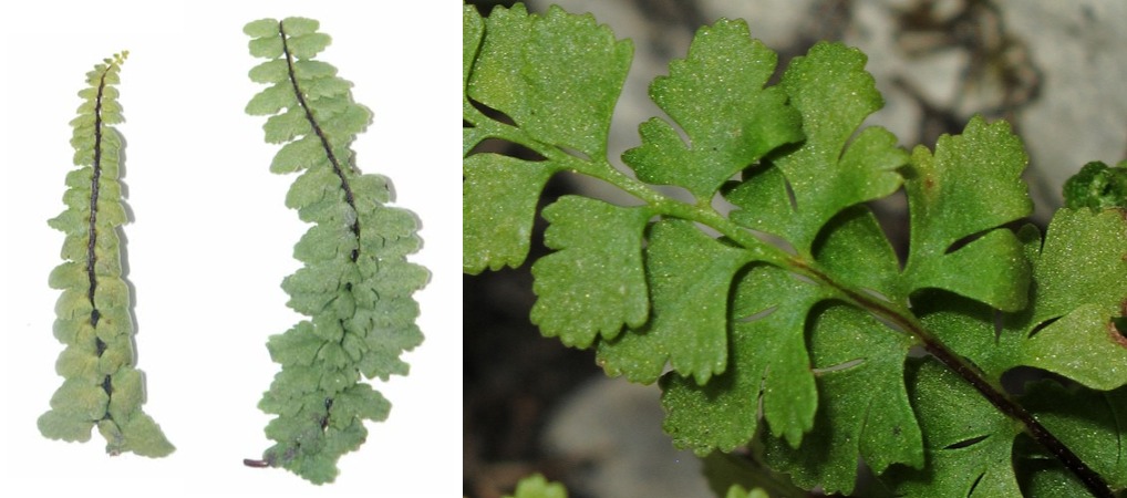 Hutton Roof's Special Ferns and More: Asplenium trichomanes (Maidenhair ...