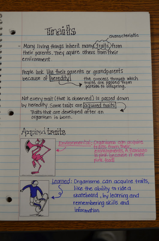 dandelions and dragonflies: Simply Science Interactives