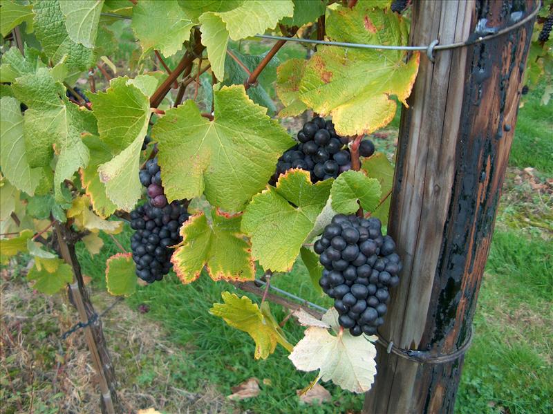 On Wings of Eagles: Story of the Little Grape Stem.