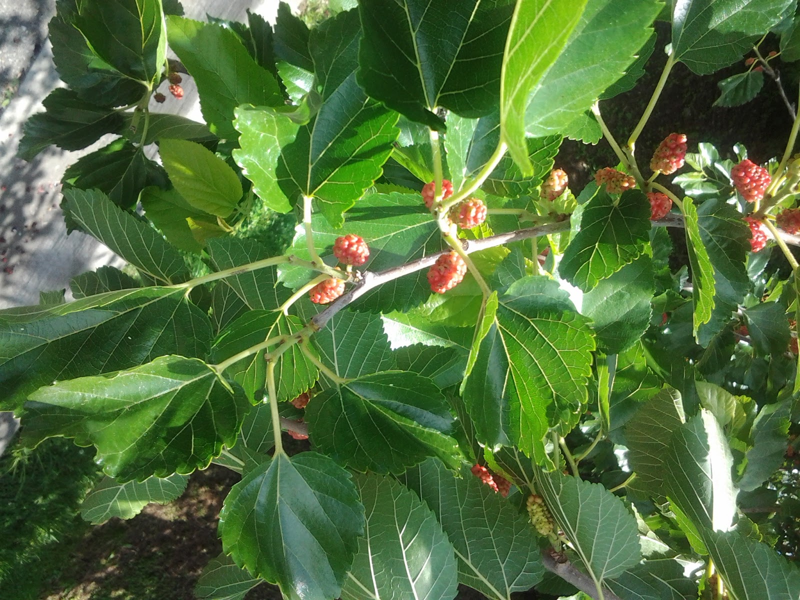 Joe Thacker's Forest and Rail Blog: Tree Identification 5: Red Mulberry