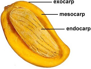 MANGO TREES: Mango kernel
