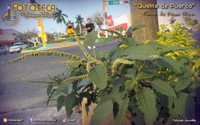 Fototeca de Poza Rica: Quelite de Puerco