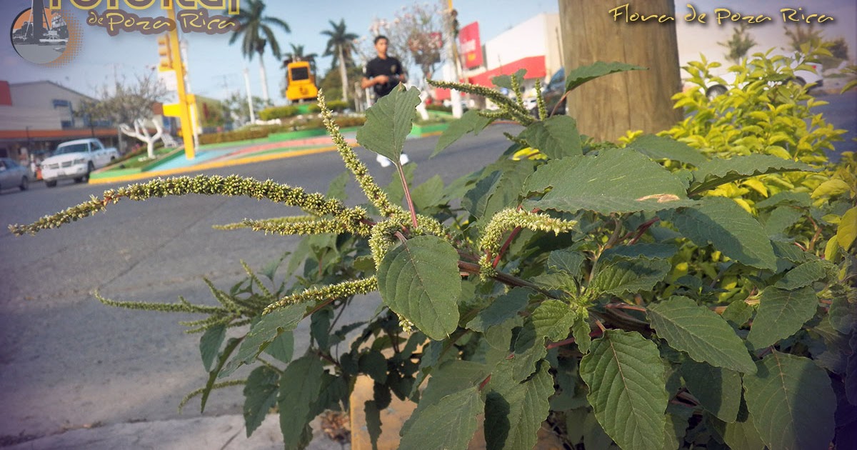 Fototeca de Poza Rica: Quelite de Puerco