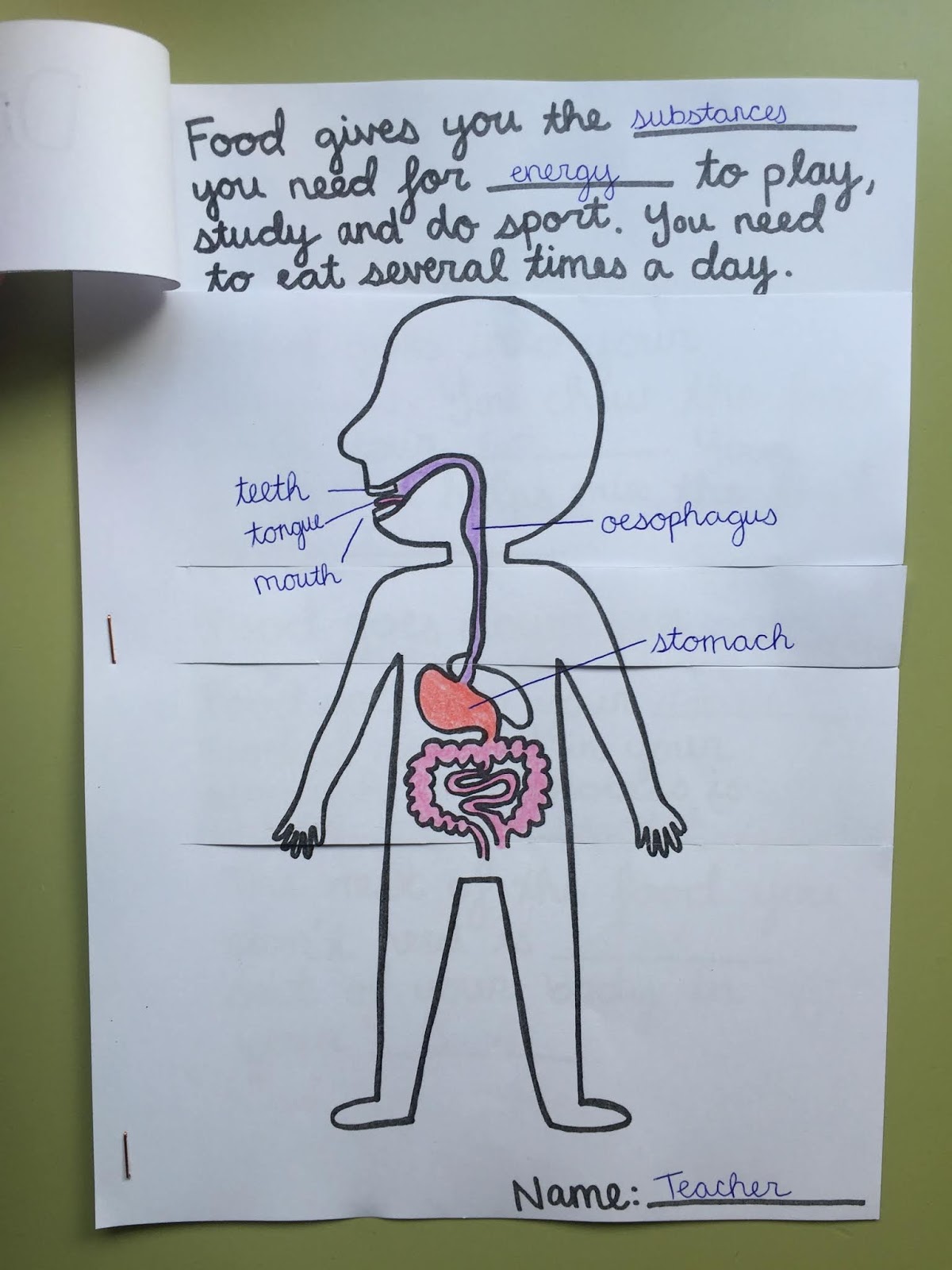 PROYECTO BILINGÜE: A Sneak Peak: Digestion projects for 2nd grade