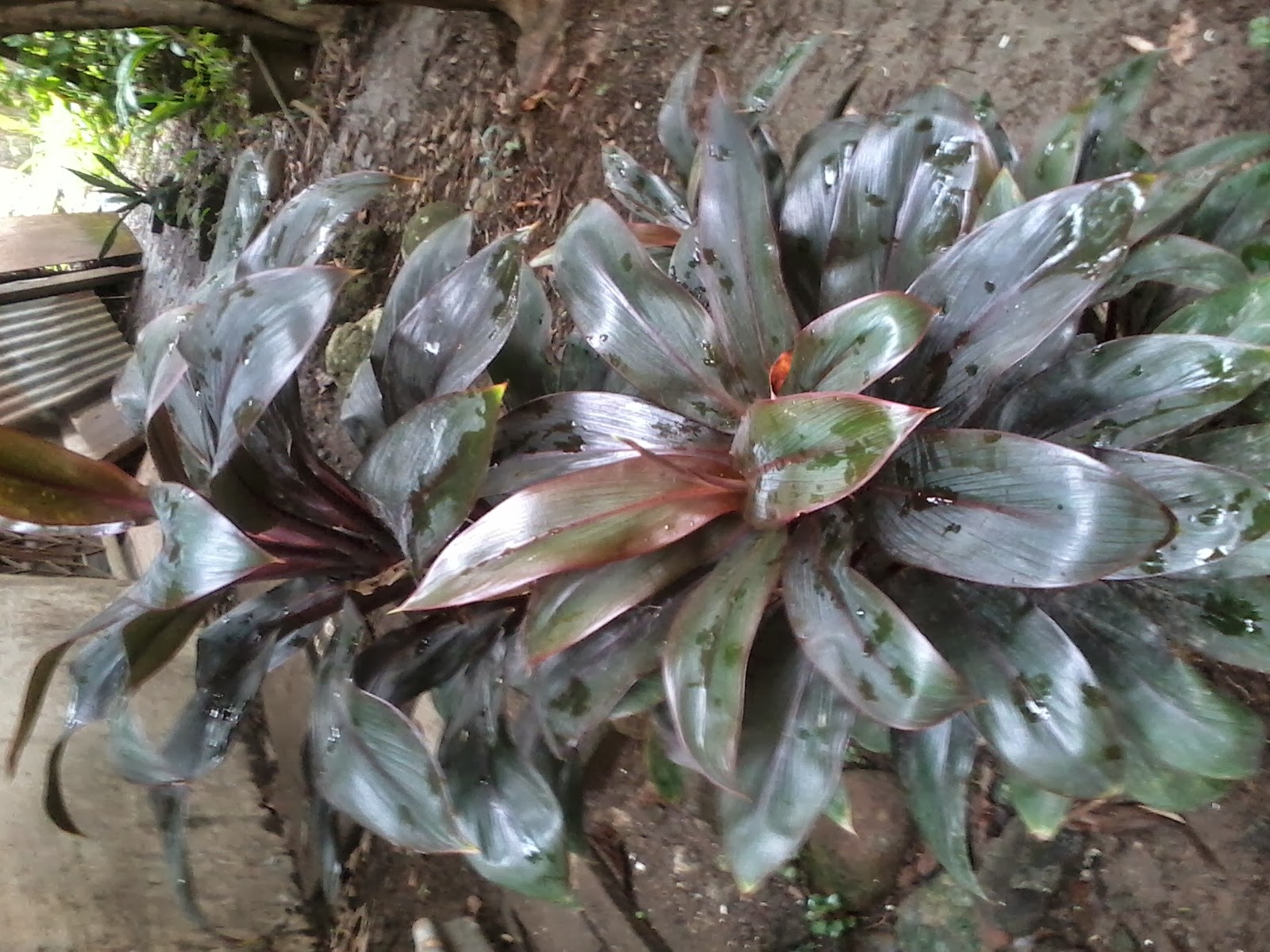 Rovie Ann Gerez: Plants found in Leyte Normal University