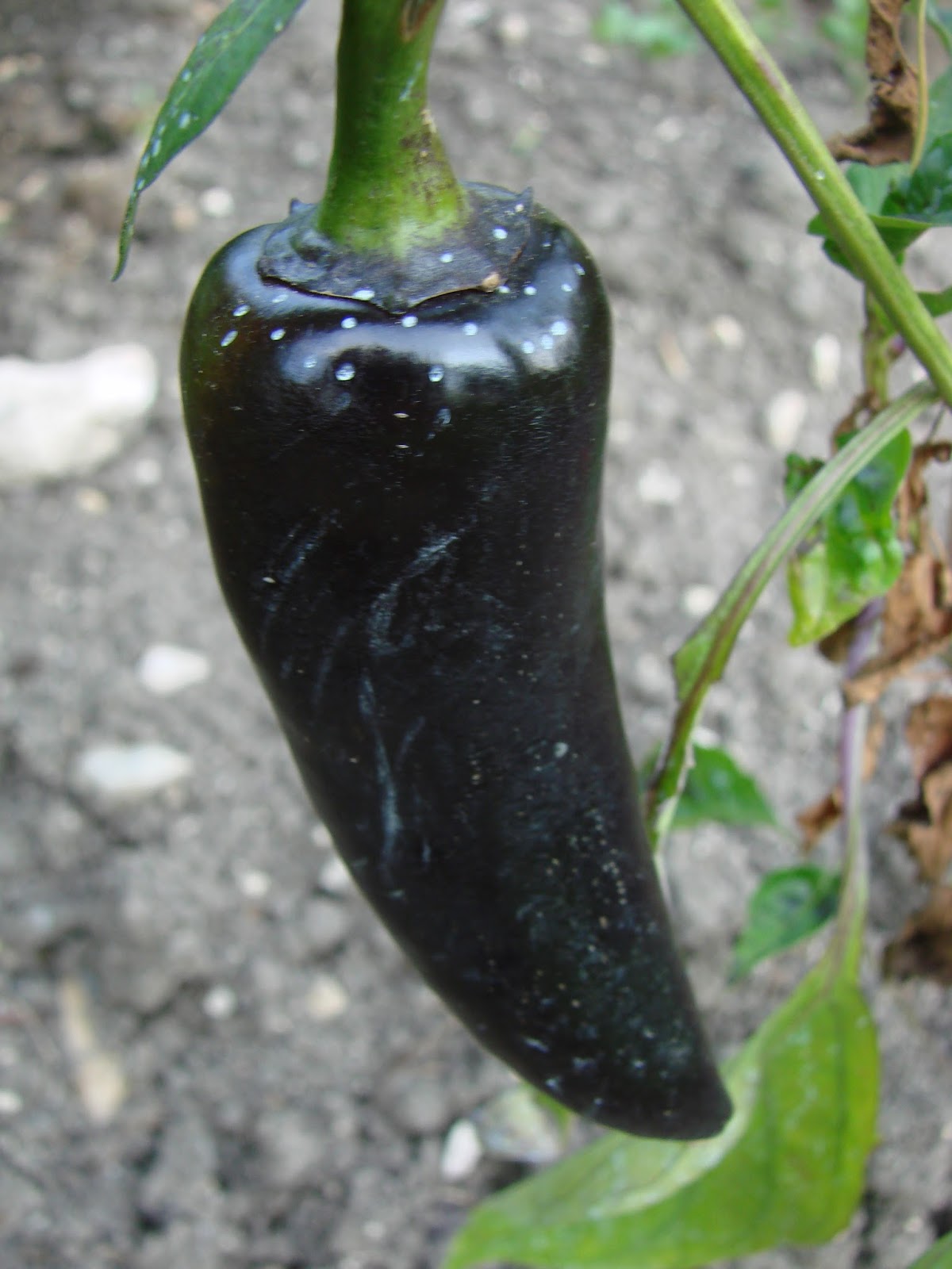 Au jardin d'Aurore: PIMENT BLACK HUNGARIAN