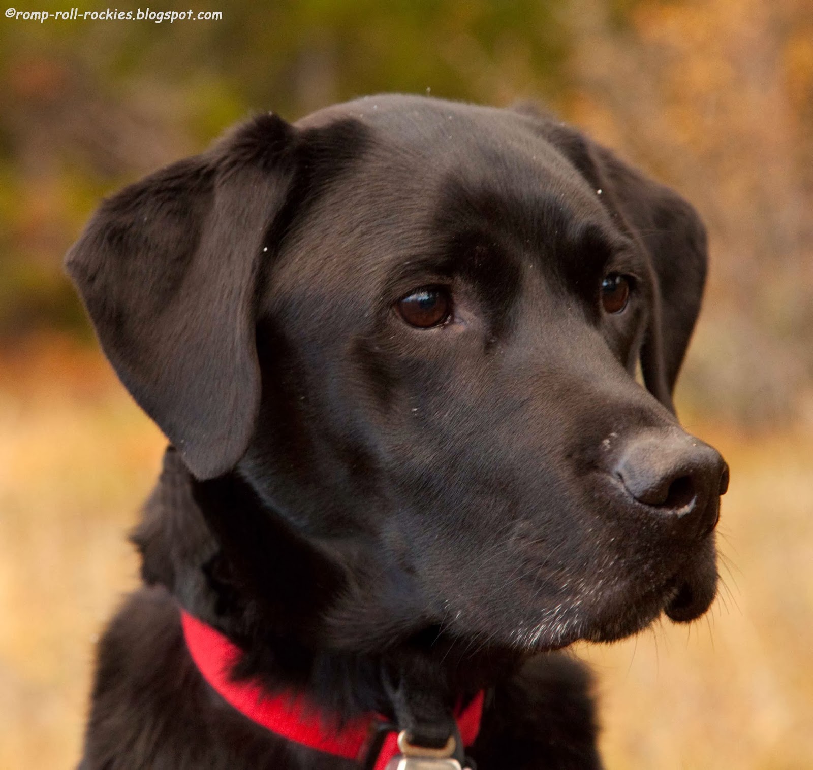 Romping and Rolling in the Rockies: The Cracker Dog Returns