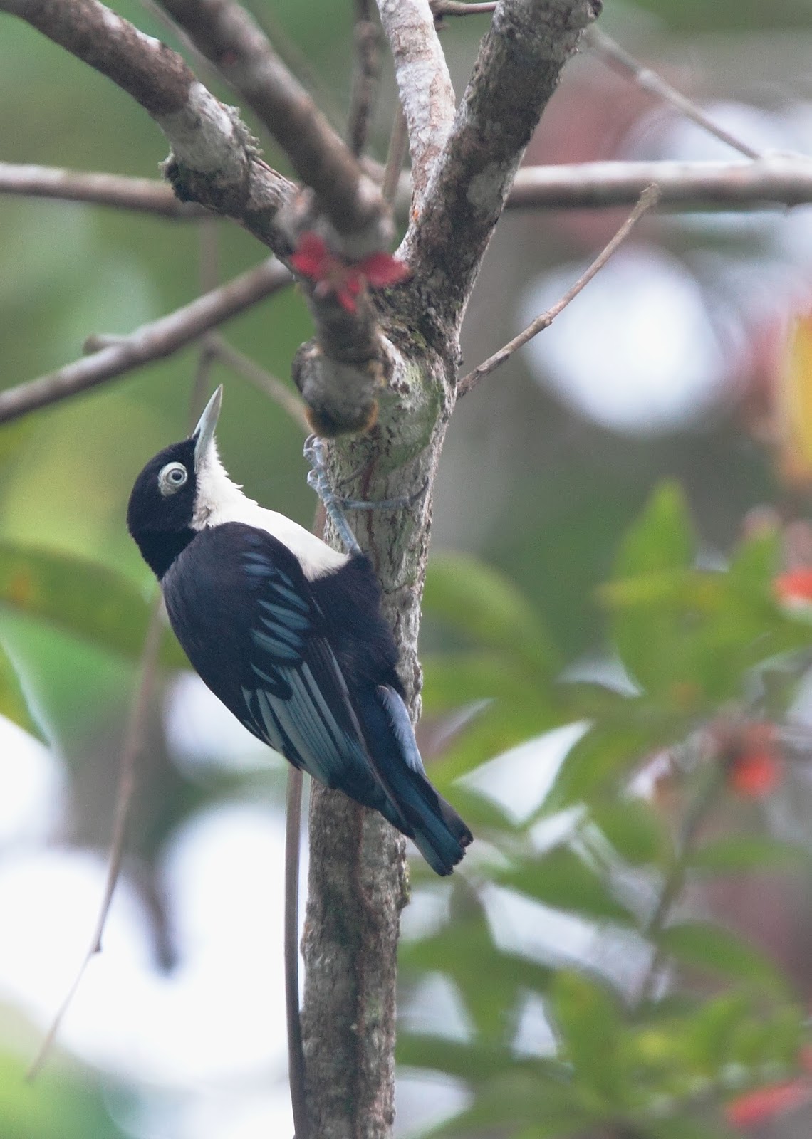 Mike is the name Birding is the game ( Birding in Malaysia - Malaysian ...