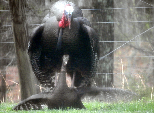 Blue Country Magic: How Turkeys Mate