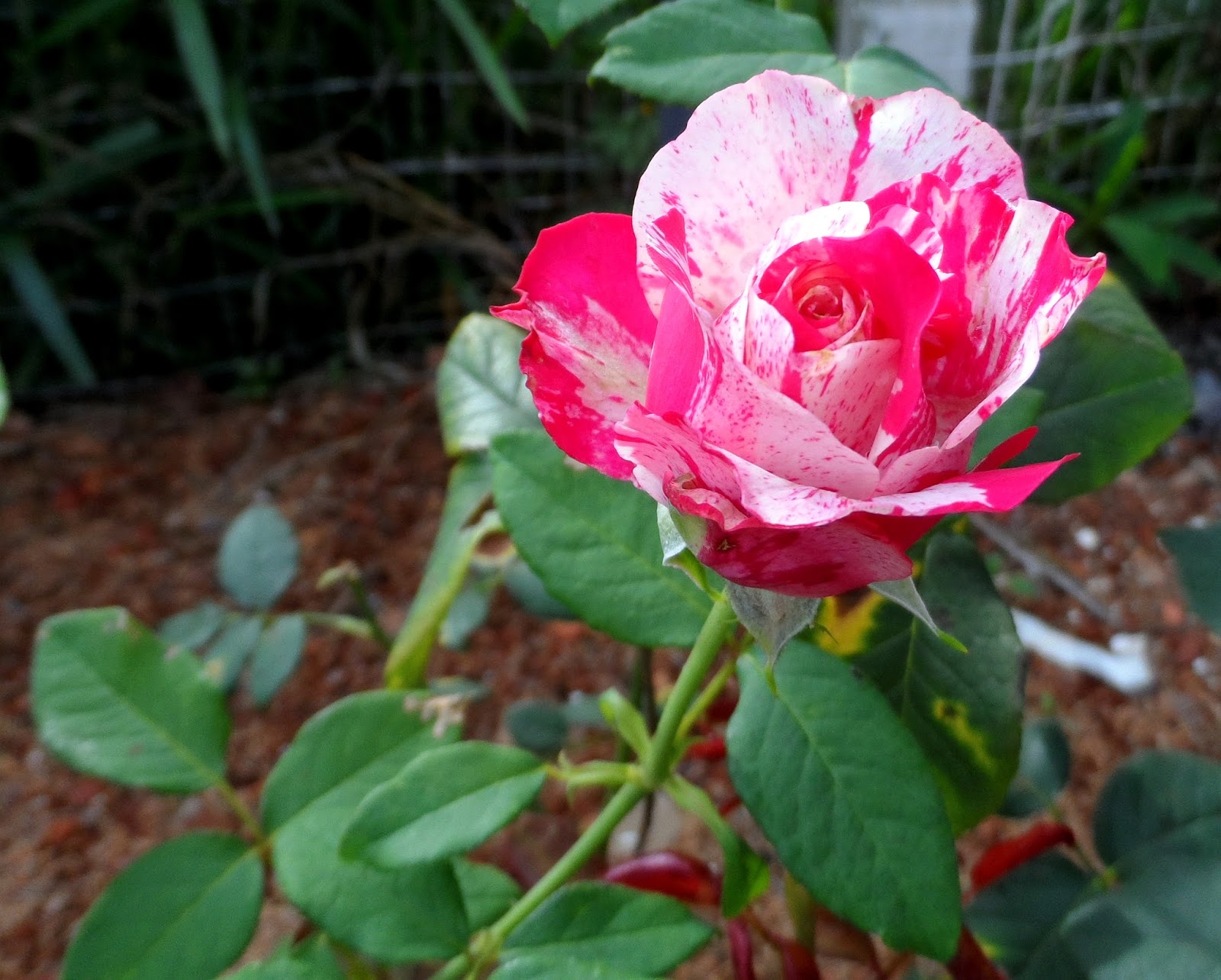Rosas (Rosa spp.) | A planta da vez