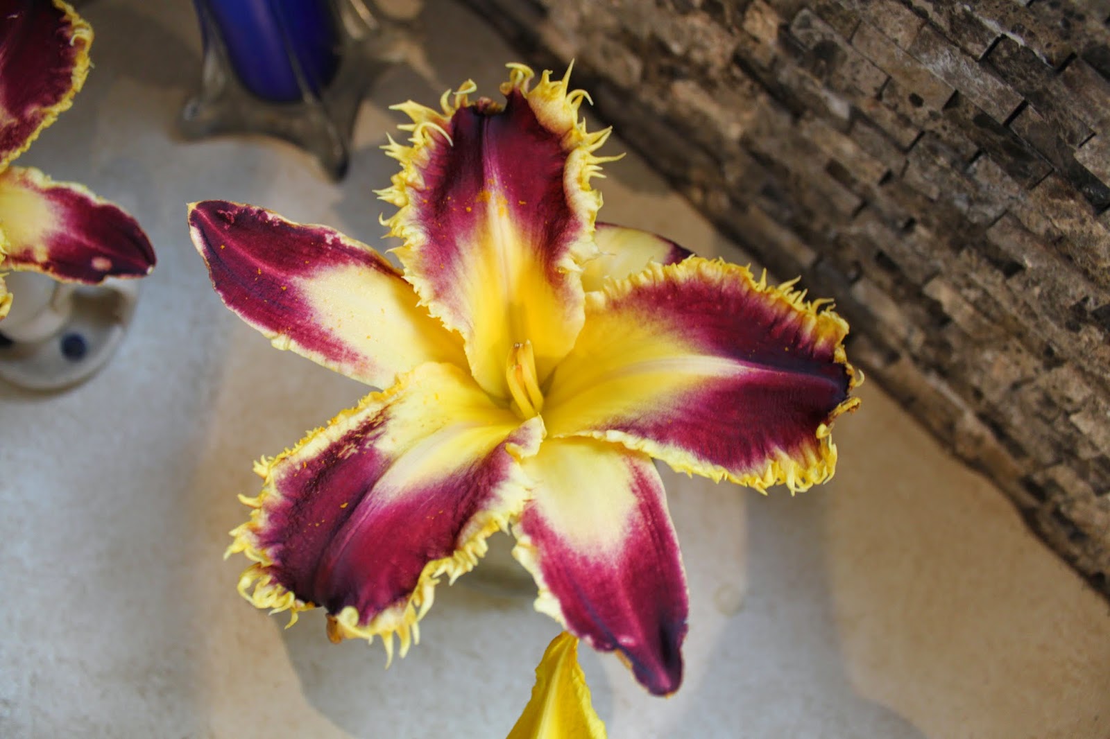 Lewis Daylily Garden: October 2014