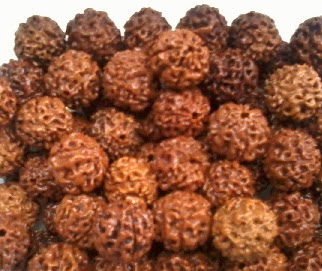 Mengenal Biji Ganitri dan Manfaat Pohon Ganitri Untuk Menyerap Polutan ...