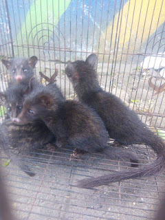 Jenis jenis musang, kerabat musang dan harganya - Karolus Ivan Purwoko