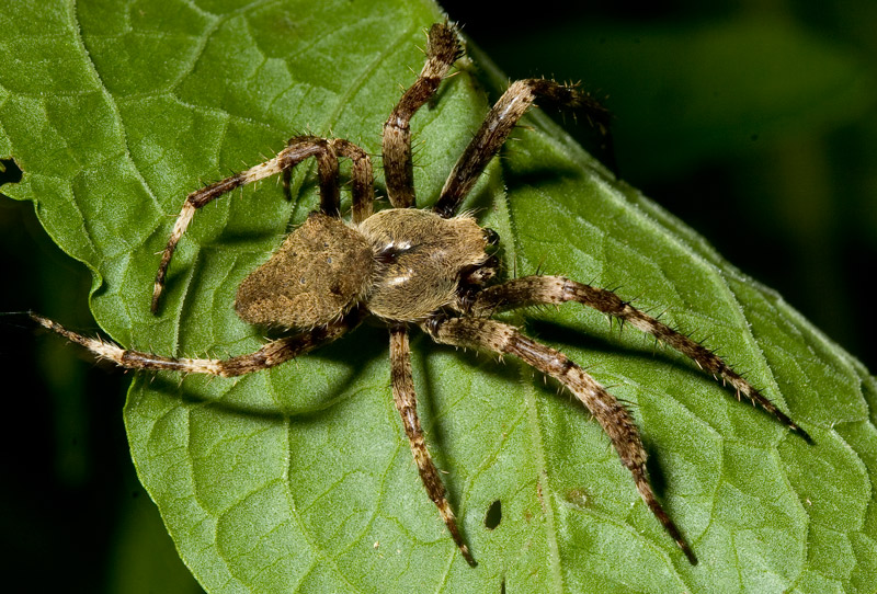 Hacia un lugar salvaje: Arácnidos