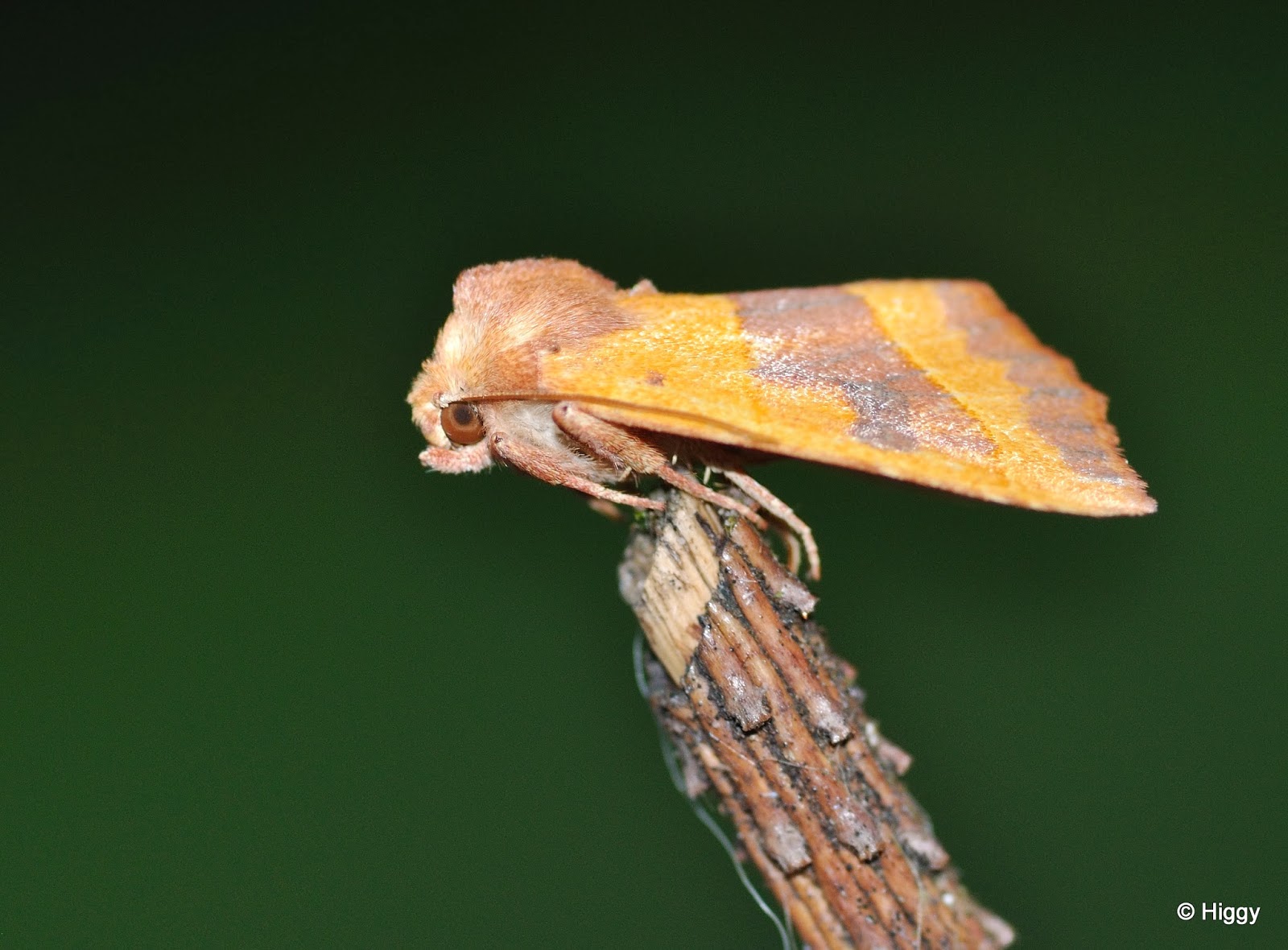 Higgy's Garden Project..... As Seen on BBC Springwatch: Garden Moth ...