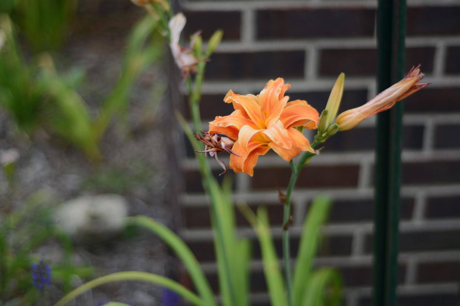 AZ Visual Memories: Nature in July