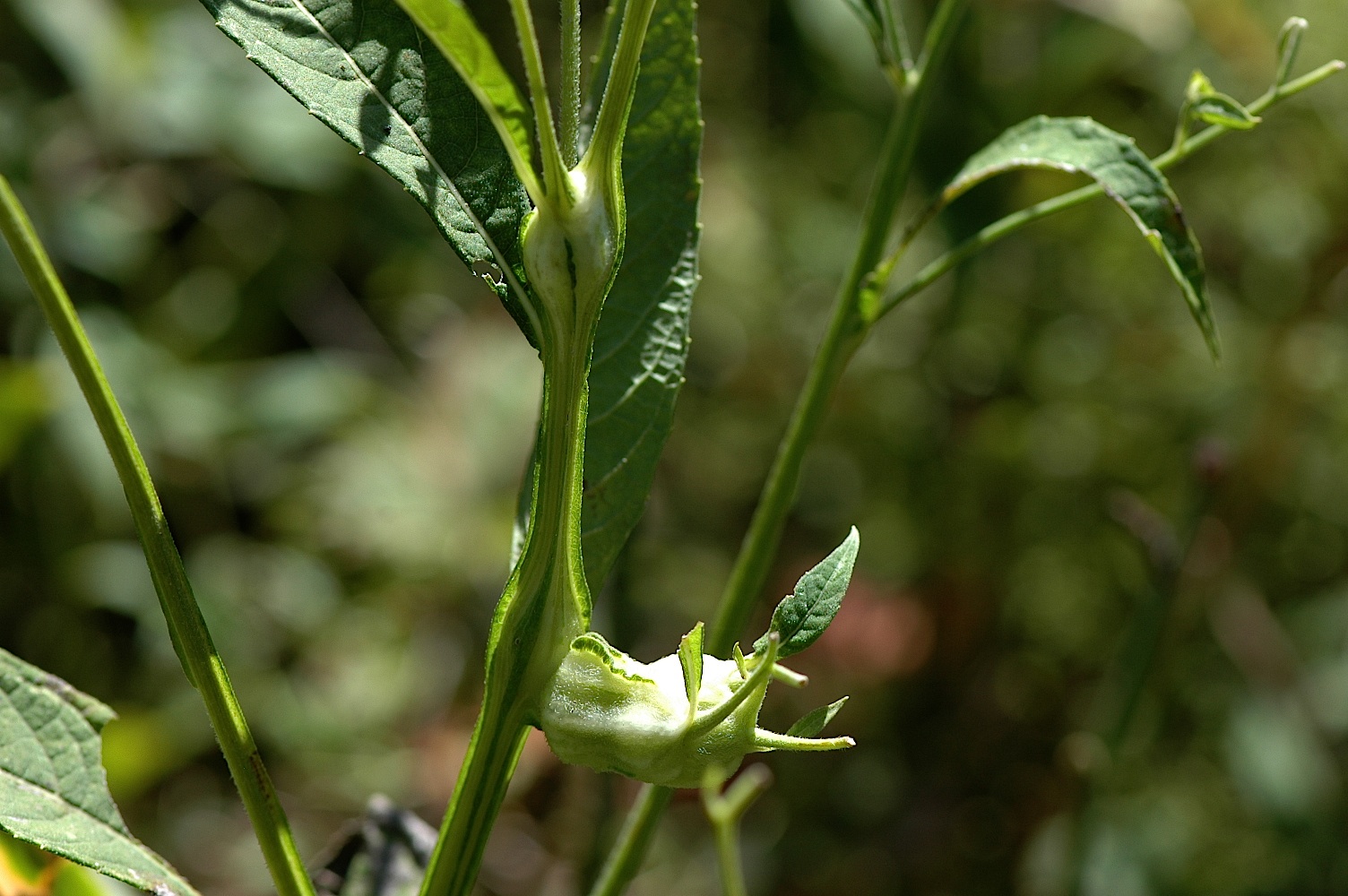 Field Biology in Southeastern Ohio: Plant Galls part 2