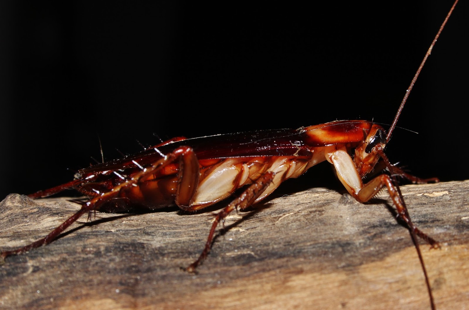 Biodiversity of Cyprus by NGO Protection of the Natural Heritage and ...