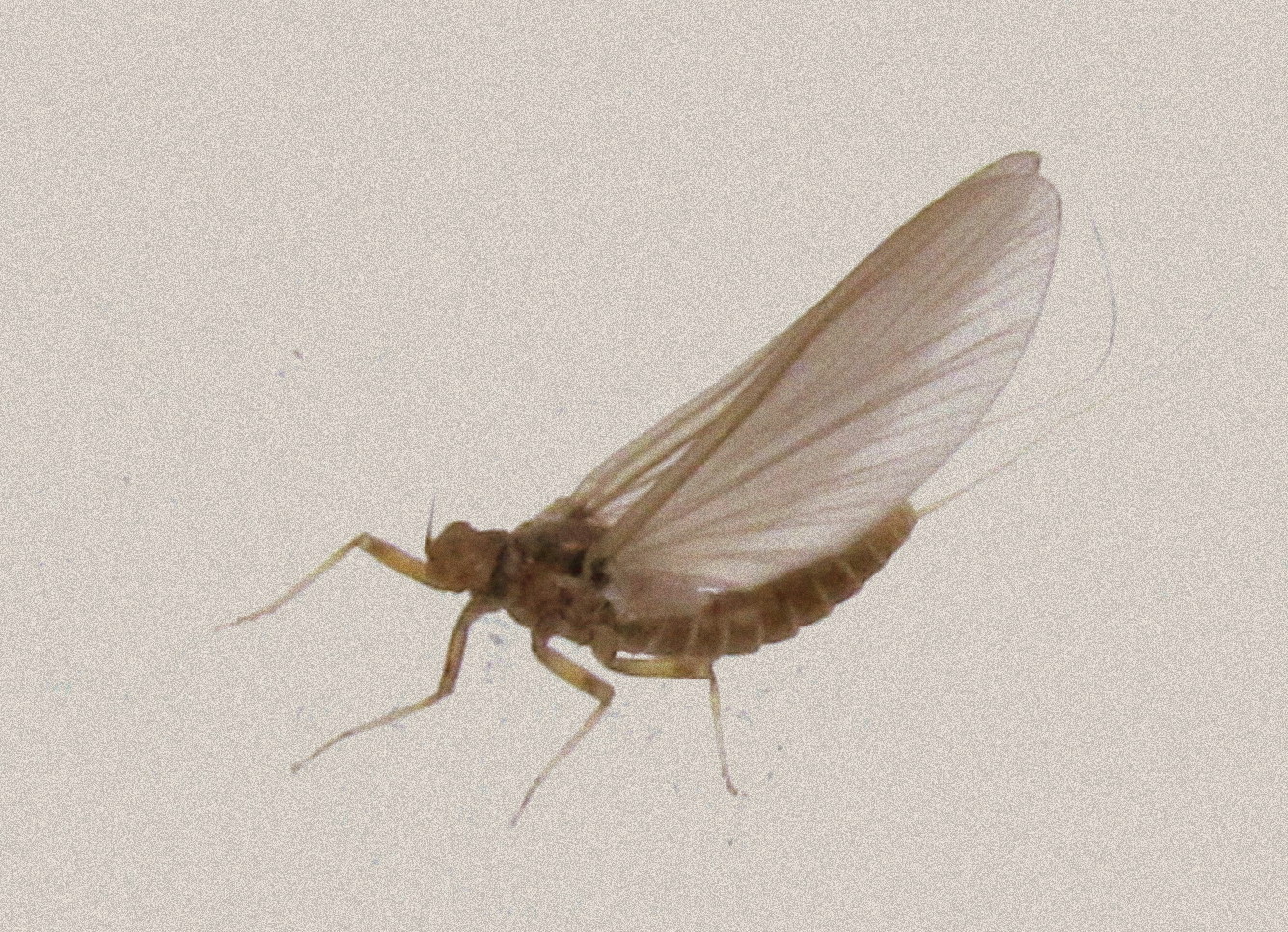 Uncle Steve's Planet: Green River Baetis hatch