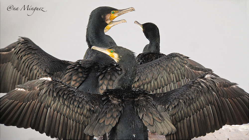 NATURANAFOTOS: Gaviotas/Cormoranes/Seabirds