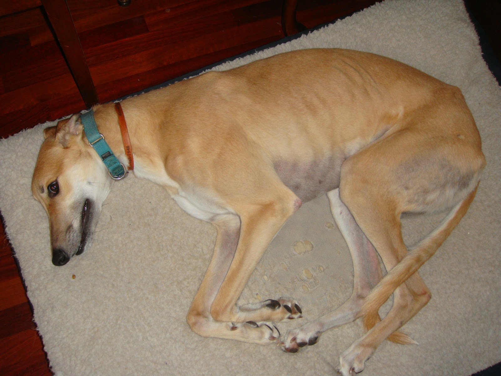 Northern Lights Greyhound Adoption Dog Blog: NLGA Photo Roundup ...