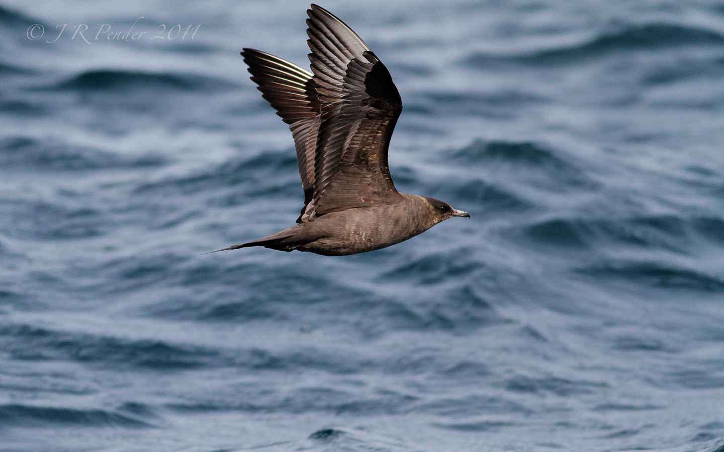 Joe Pender Wildlife Photography: Dark Phase Adult Arctic Skua