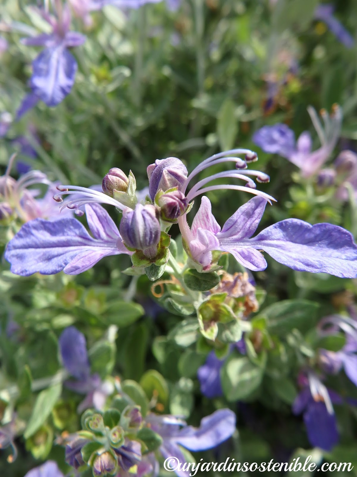 Teucrium fruticans (Olivilla, Salvia amarga, Teucrio etc.)