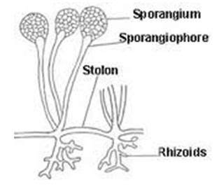 ISR 10th Grade: Jamur (Fungi)