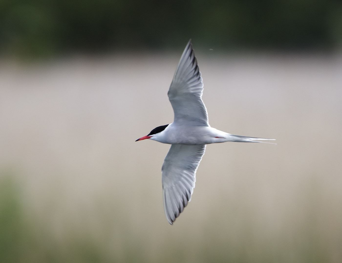 pewit: Common Terns