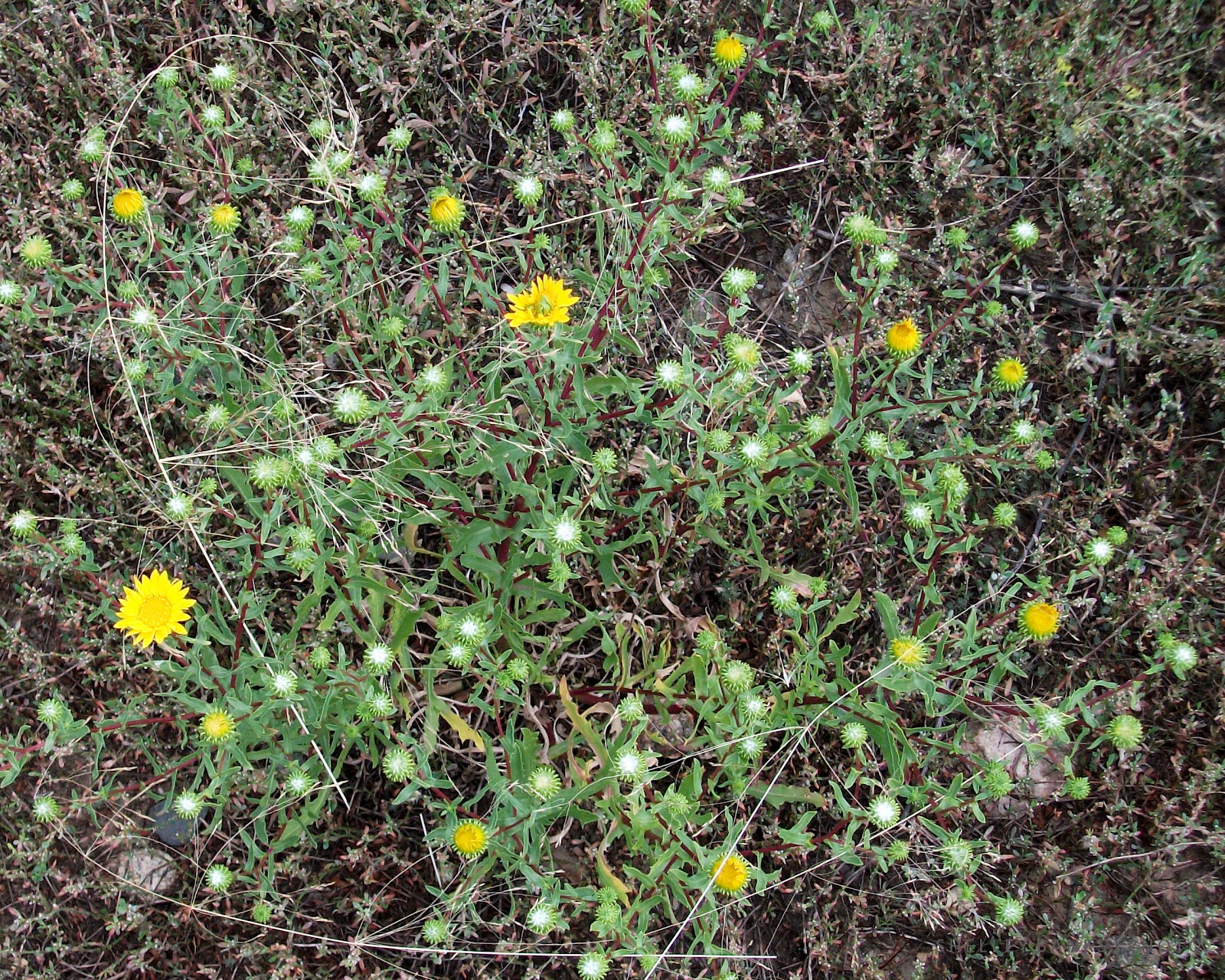 Prairie Wildflowers: Gumweed: Grindelia squarrosa