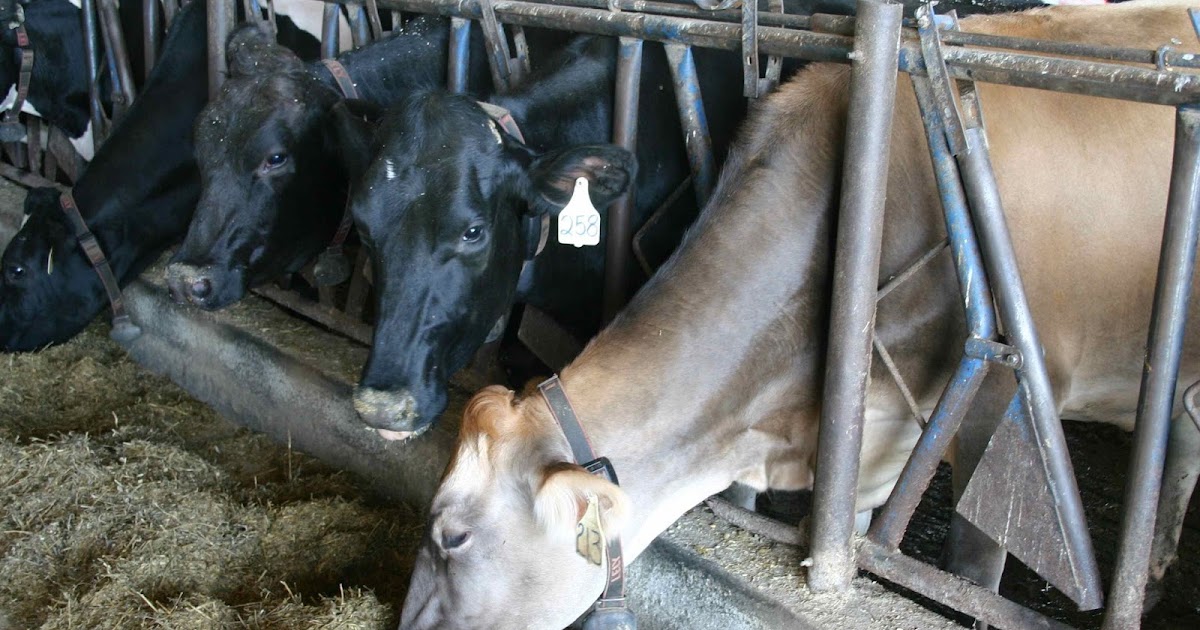 Life in the Middle Ages: Peasants and their Animals