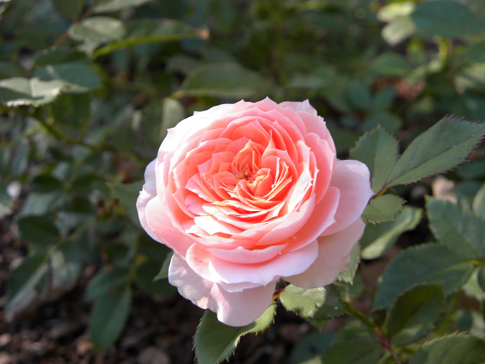 Red Dirt Roses: Precious Dream