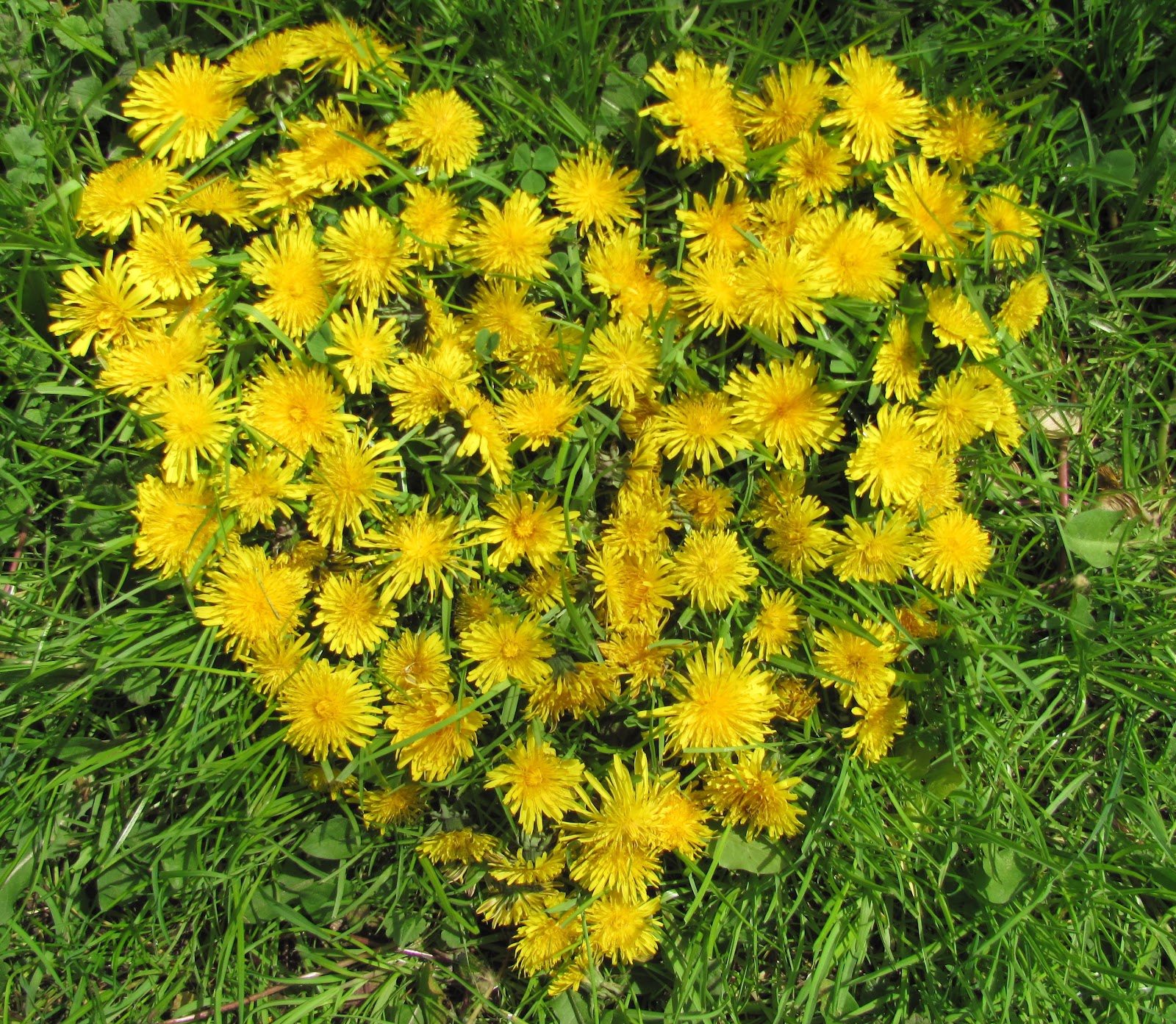 The Chocolate Muffin Tree: We Love Dandelions