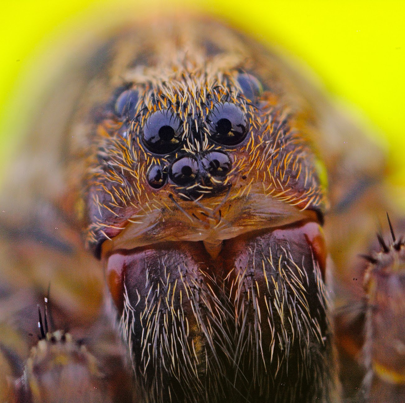 JJ's Photographic nature blog: A seven-eyed spider...