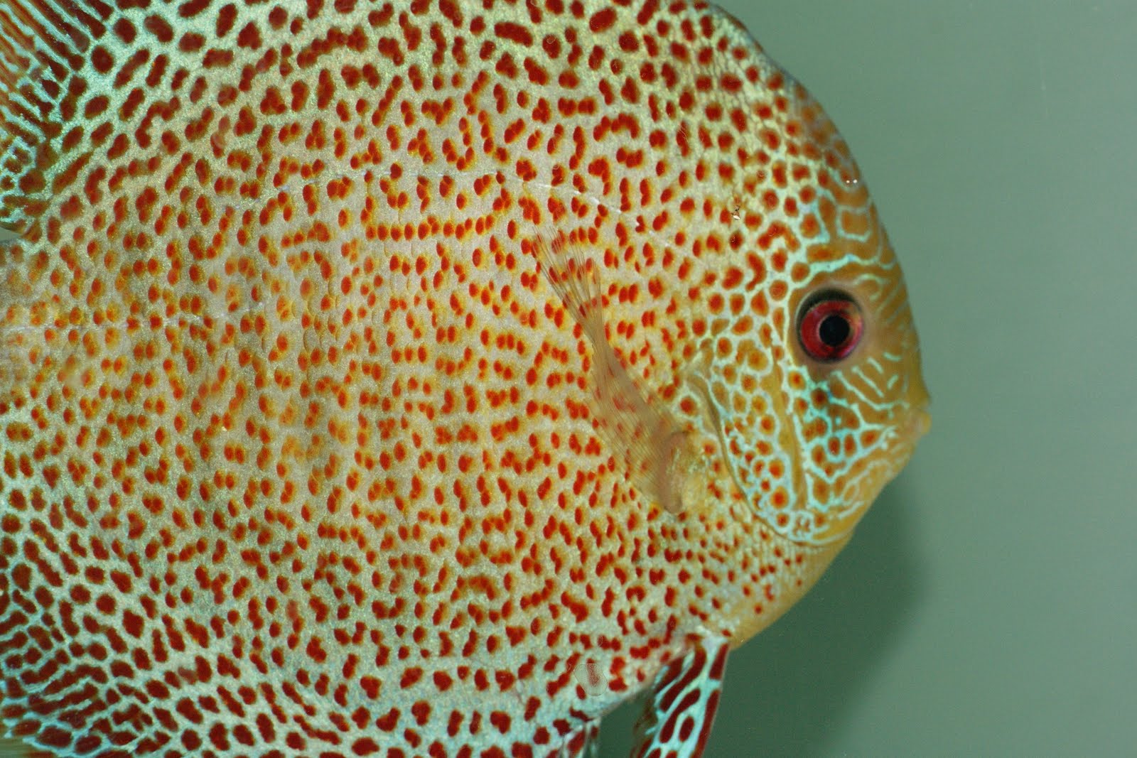 White Scorpion: My spotted collection.