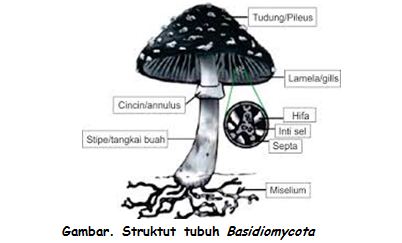 Divisi Basidiomycota
